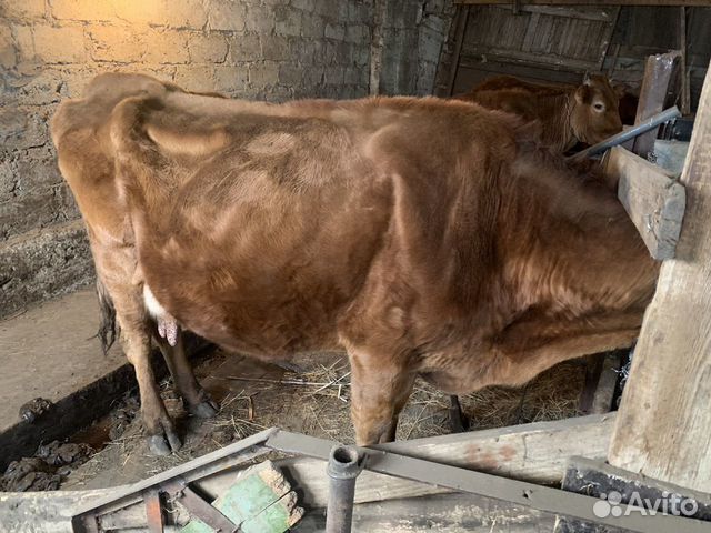 Коровы и телки