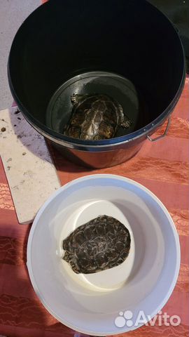 Черепахи красноухие