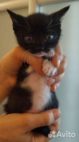 Котенок улыбака Умка