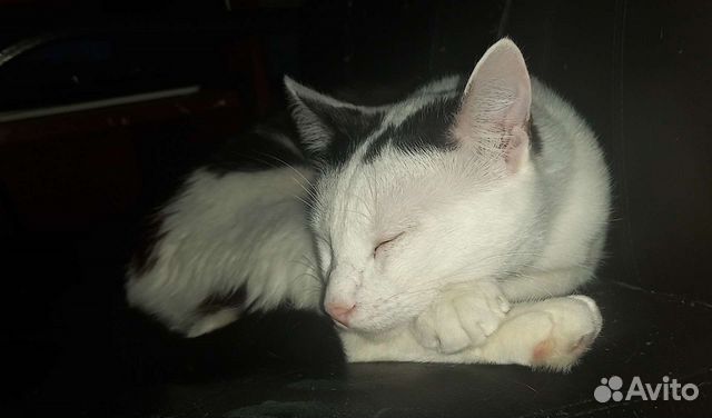 Кошка в надежные руки