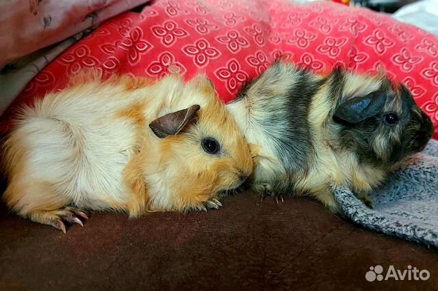 Самые прекрасные морские свинки мальчики розетки