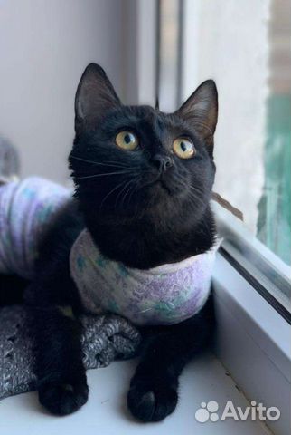 Котенка ждет выпуск на улицу
