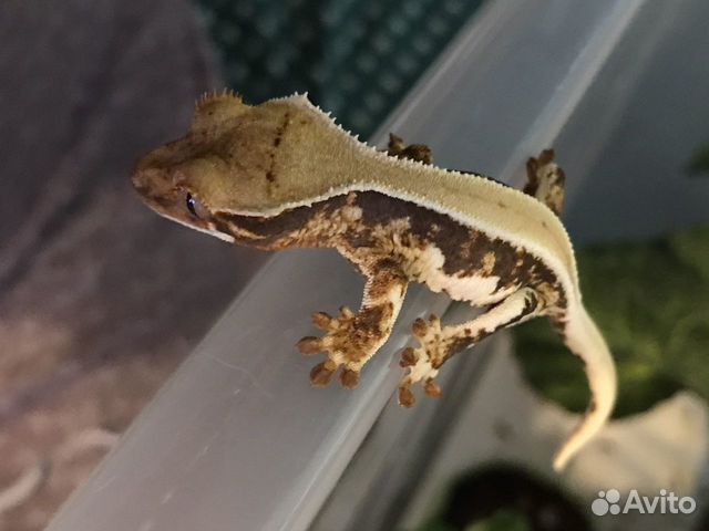 Реснитчатый бананоед, LW