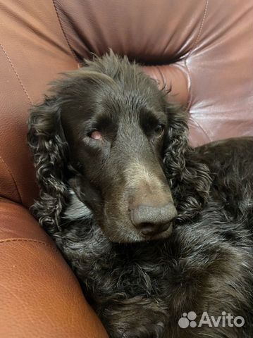 Найдена собака Спаниель