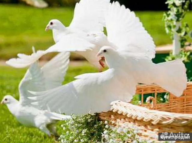 Голуби на Благовещение