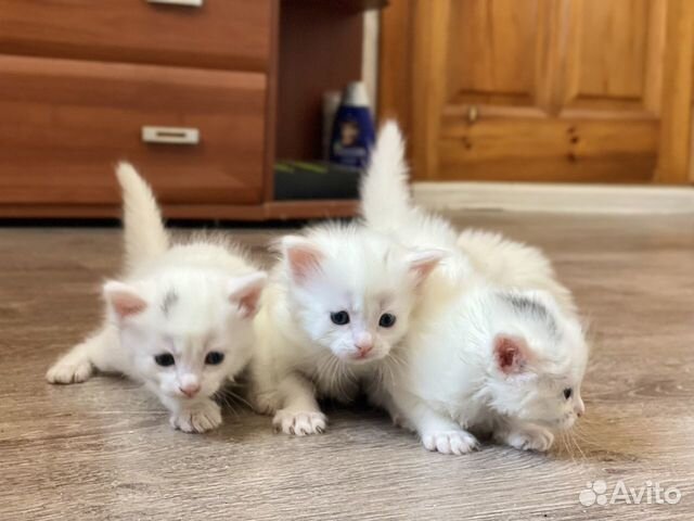 Котята Као-мани