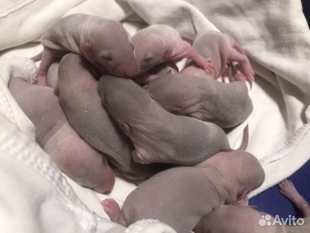 Крысята бежево- голубые дамбо