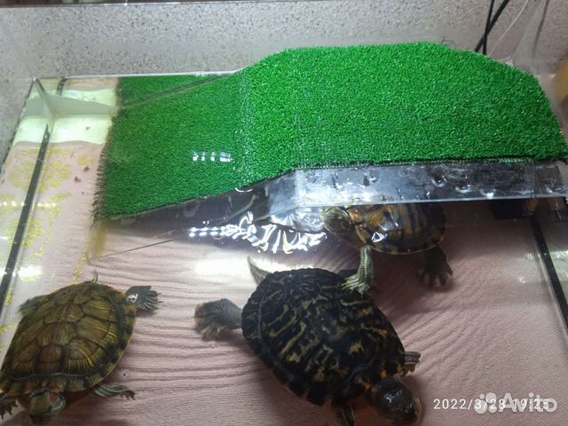 Черепахи красноухие