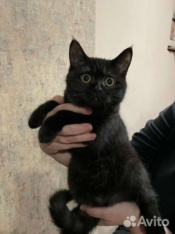 Британский котенок