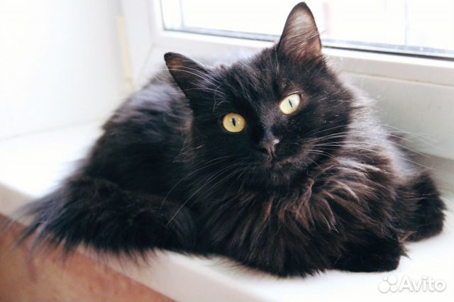 Кошечка Чара