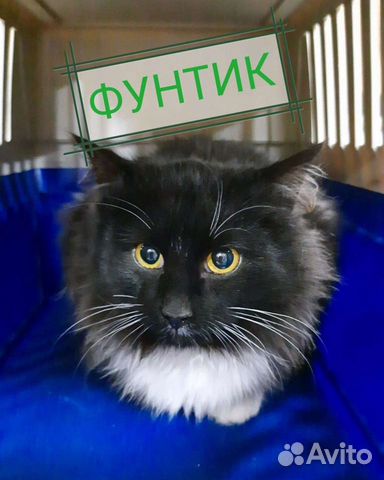 Кошка в дар бесплатно