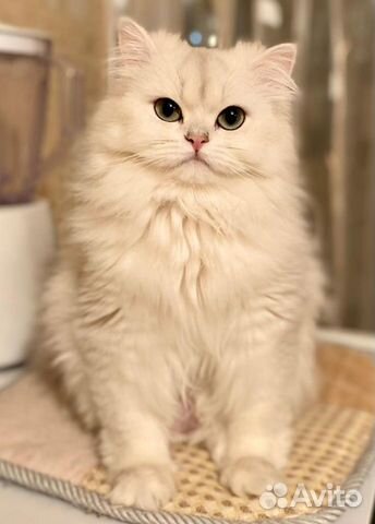 Серебристая шиншилла длинношерстная
