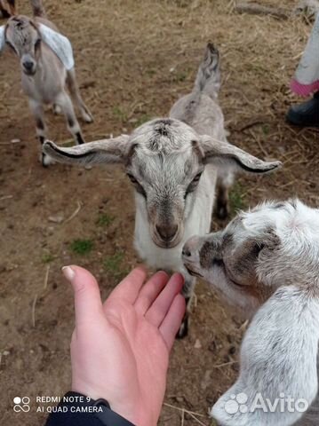 Продам дойную козу и козлят