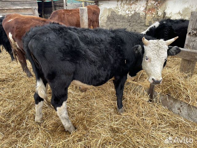 Бычки 5 голов