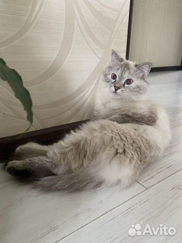 Ищем опытного кота для вязки