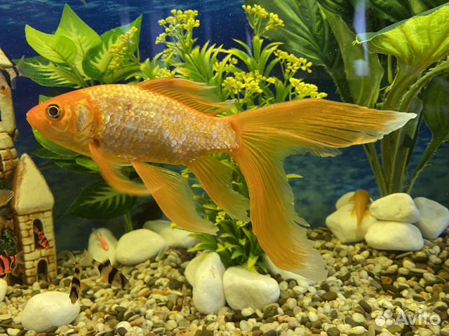 Рыба комета