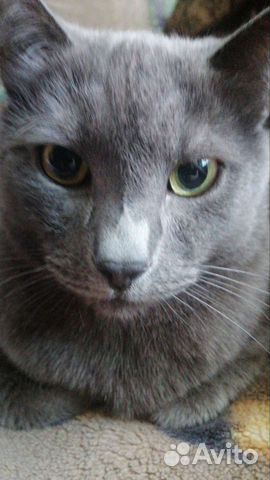 Котик в добрые руки