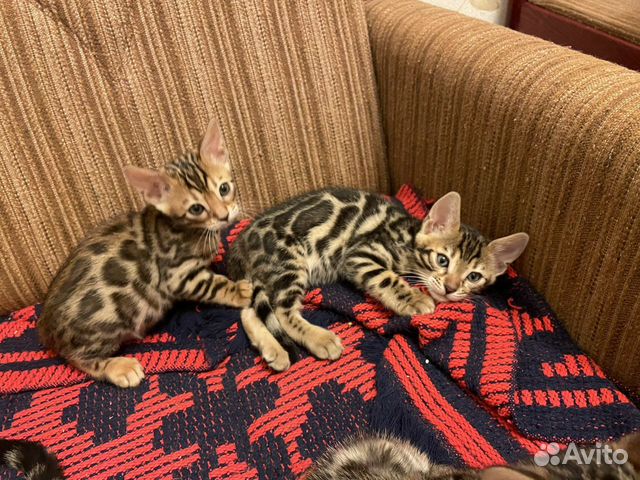 Бенгальские котята москва