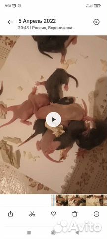 Крысята дамбо. Бесплатно