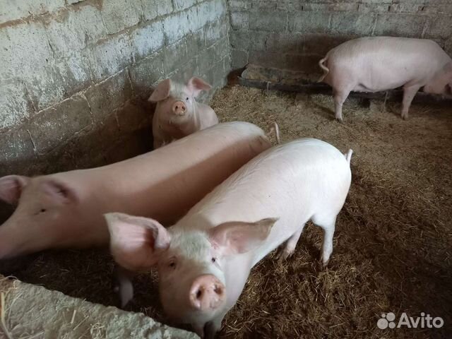 Поросенок ландрас