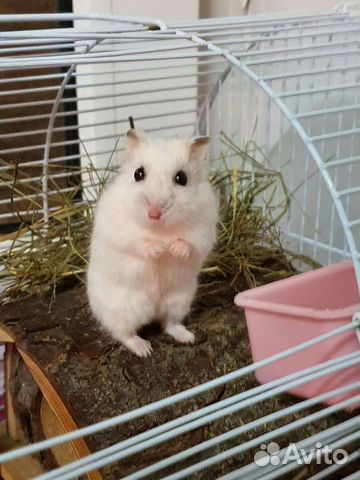 Джунгарские хомяки и две клетки в добрые руки