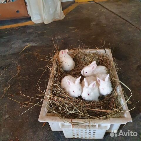 Крольчата нзб