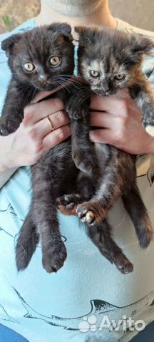 Шотландские вислоухие котята