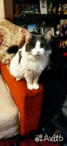 Кошка в дар