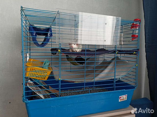 Крысы и клетка