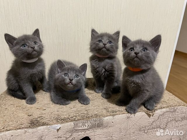 Котята русская голубая