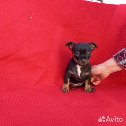 Той-терьер щенки