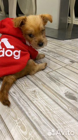 Помесь йорка