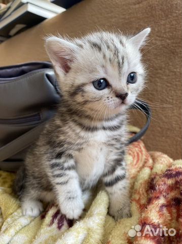 Британская кошечка