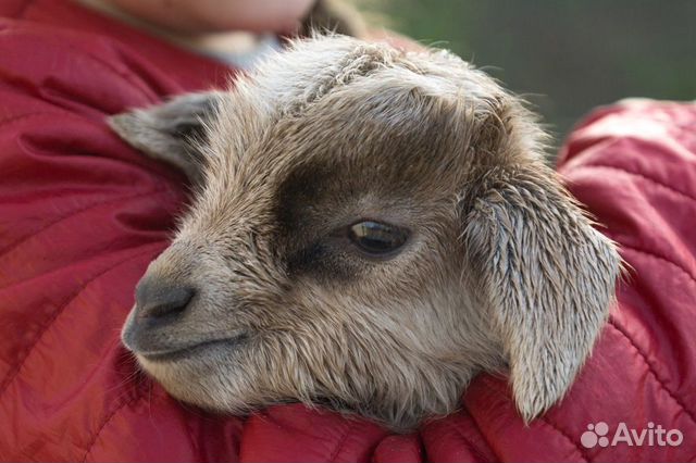 Камерунские козлята