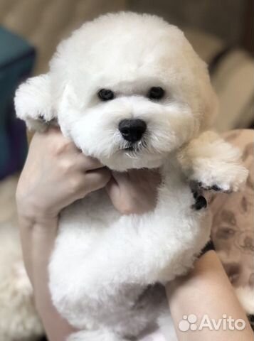 Маленький принц