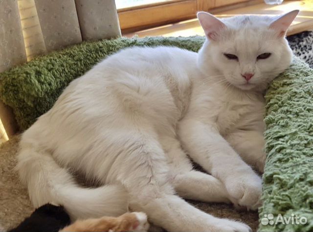 Турецкая ангора