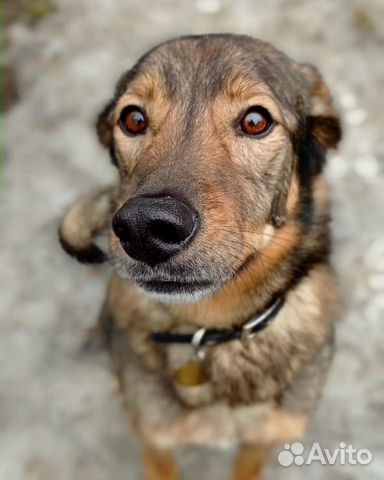 Собака в добрые руки