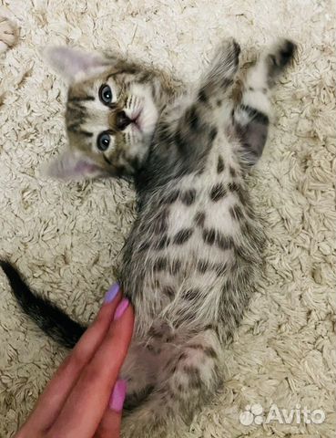 Кошечка 1,5 месяца