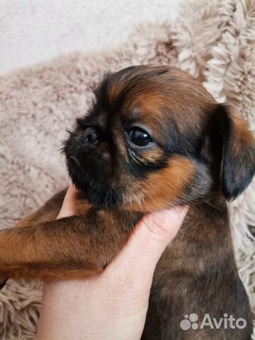 Рыжий домовенок