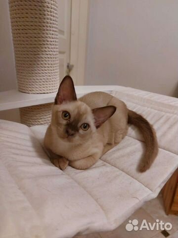 Бурманские котята