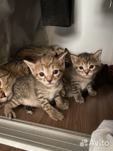 Бенгальские котята