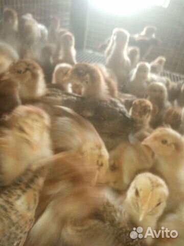 Цыплята подрощенные