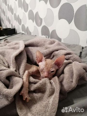 Донской сфинкс