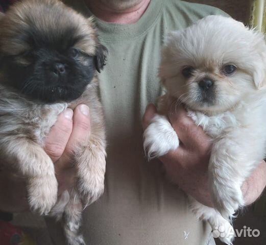 Щенки пекинеса