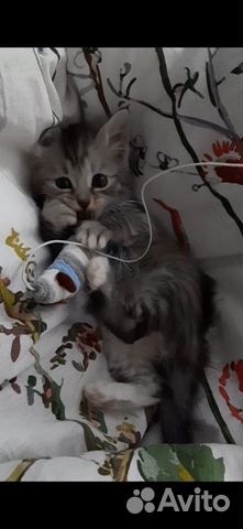 Отдам котенка в добрые руки (смесь)