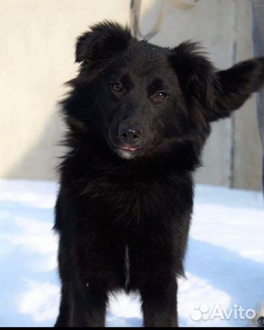 Бельгийская овчарка