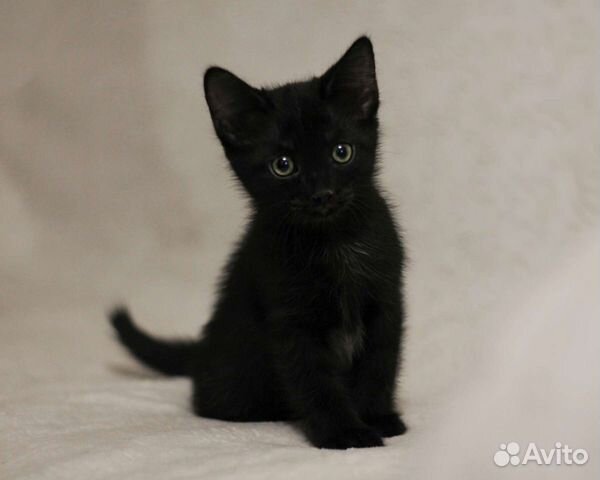 Жизнерадостный котенок., 1,5 месяца