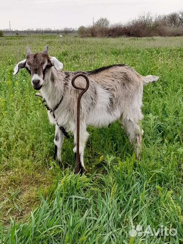 Козы и козлята продажа