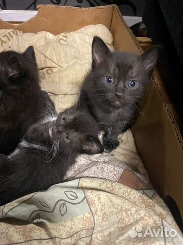 Котята в добрые руки