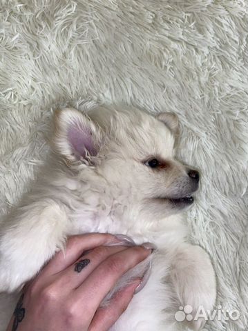 Собака